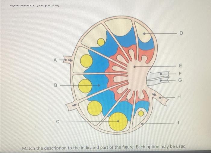 Solved Match the description to the indicated part of the | Chegg.com