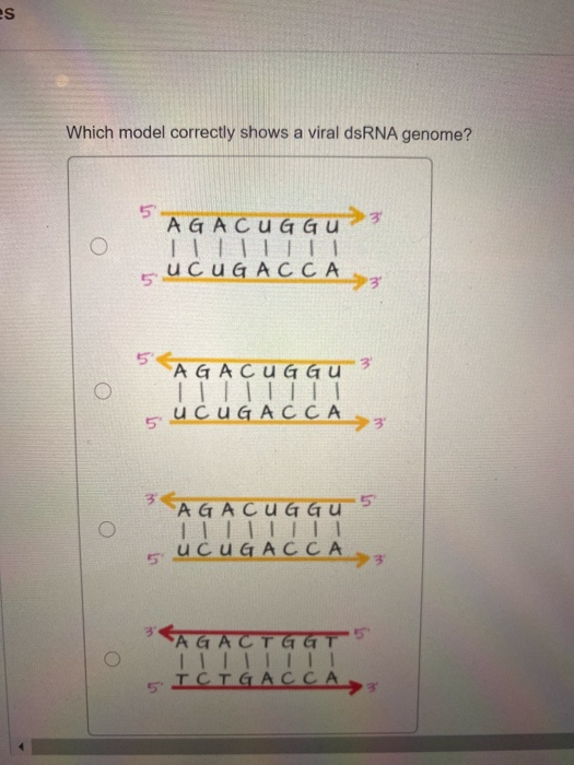 Solved es Which model correctly shows a viral dsRNA genome? | Chegg.com
