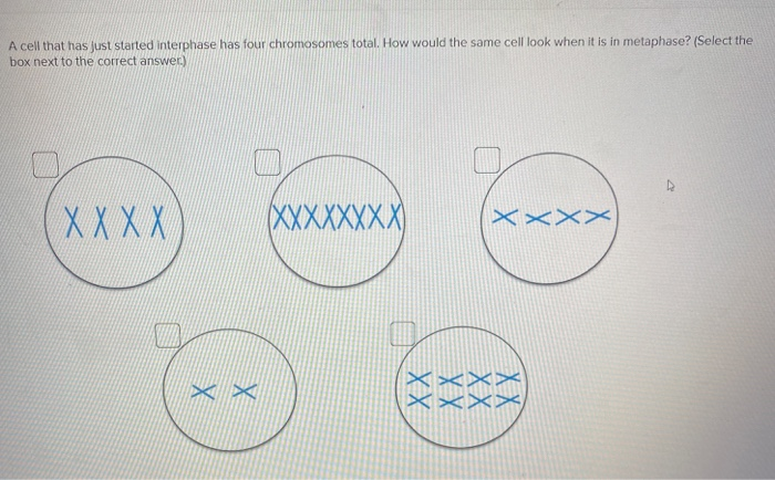 Solved A Cell That Has Just Started Interphase Has Four Chegg solved-a-cell-that-has-just-started-interphase-has-four-chegg