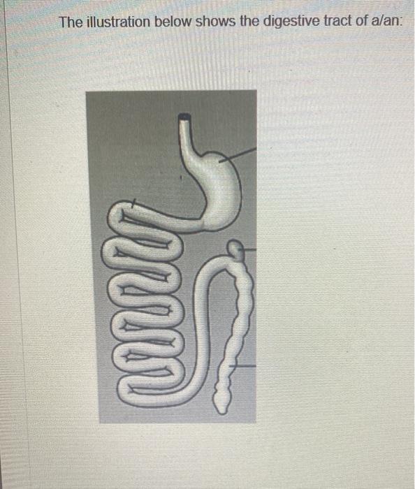 Solved The illustration below shows the digestive tract of | Chegg.com