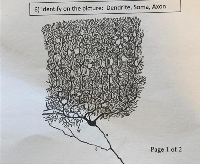 Solved 6) Identify on the picture: Dendrite, Soma, Axon Page | Chegg.com
