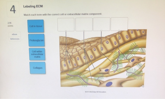 Solved: Labeling ECM Match Each Term With The Correct Cell... | Chegg.com