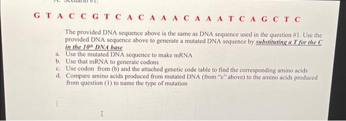 Solved GTAC CGT CACAAACAA AT CAG CTC The provided DNA | Chegg.com