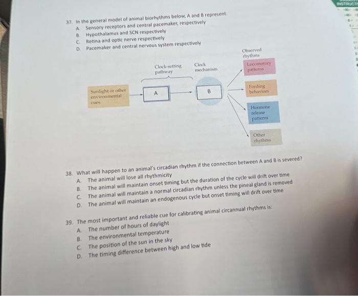 Solved 37. In the genecal modet of animal biorkythms below, | Chegg.com