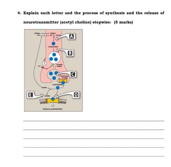 Solved 4. Explain each letter and the process of synthesis | Chegg.com