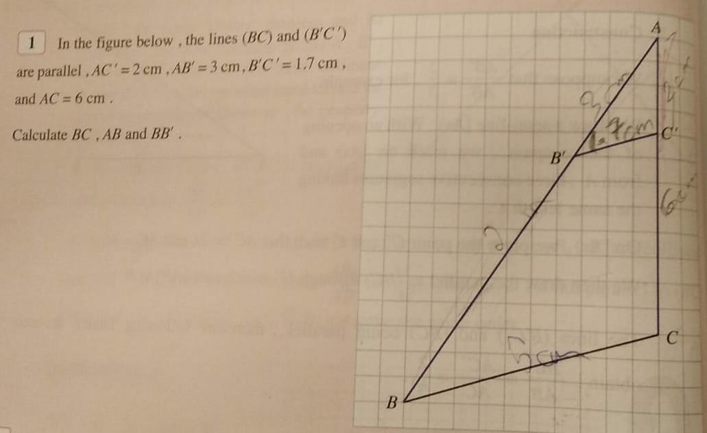 Solved 1 In the figure below, the lines (BC) and (B'C') are | Chegg.com