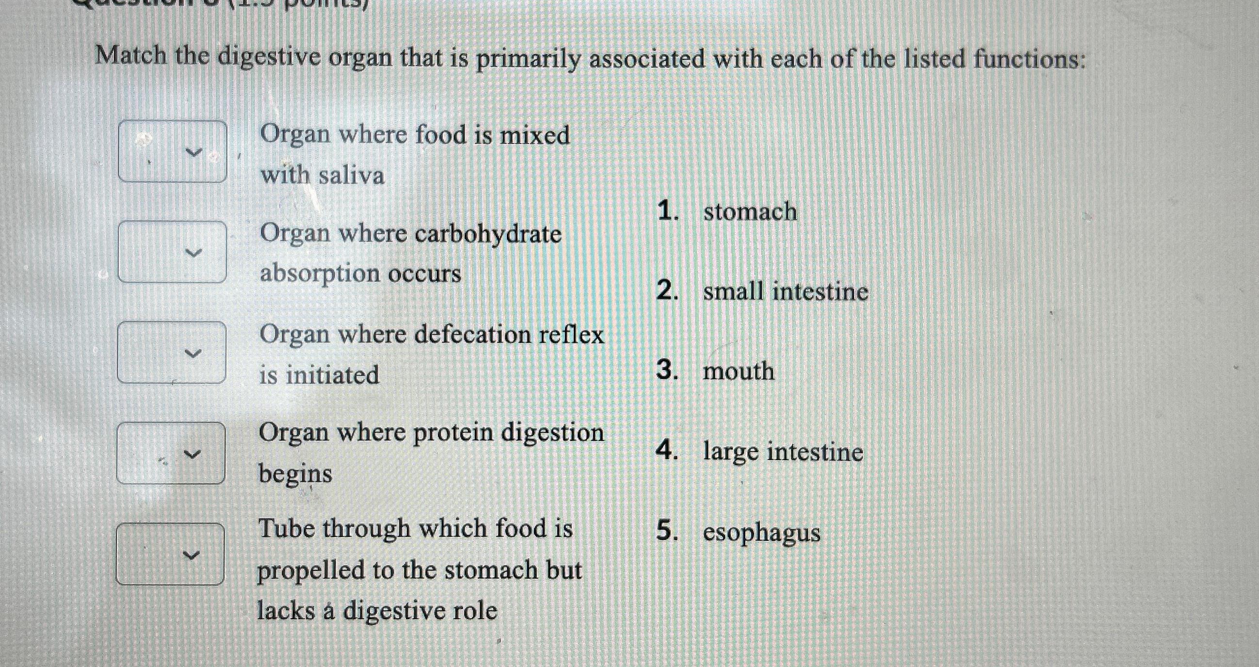 Solved Match the digestive organ that is primarily | Chegg.com