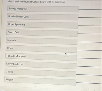 Solved Match each leaf layer/structure below with its | Chegg.com