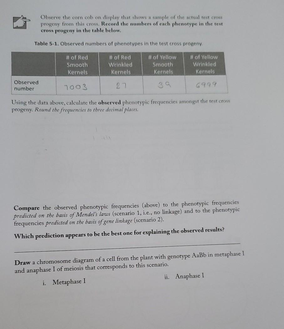 Solved Observe the corn cob on display that shows a sample | Chegg.com