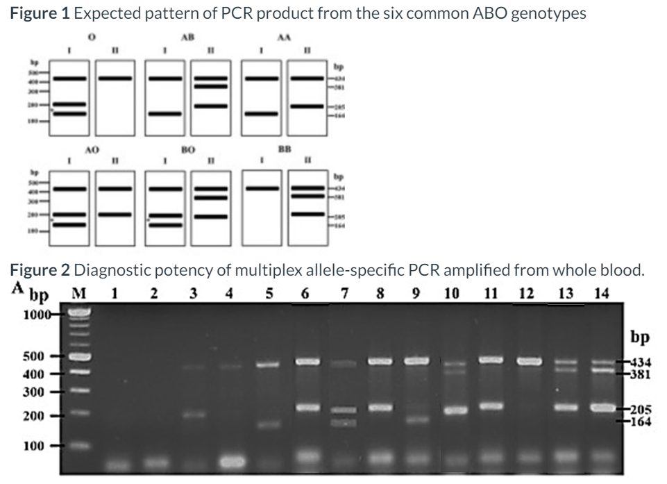 Solved Figure 1 ﻿Expected pattern of PCR product from the | Chegg.com