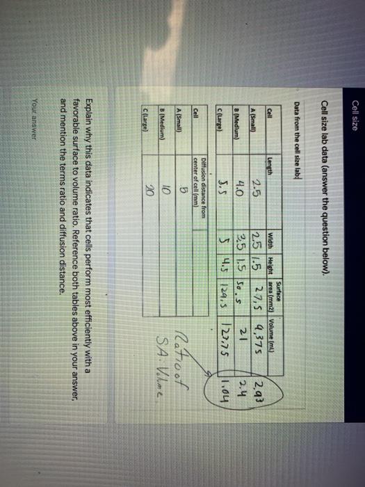 Solved Cell size Cell size lab data (answer the question | Chegg.com