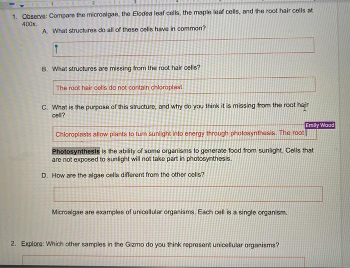 Solved 1. Observe: Compare the microalgae, the Elodea leaf | Chegg.com