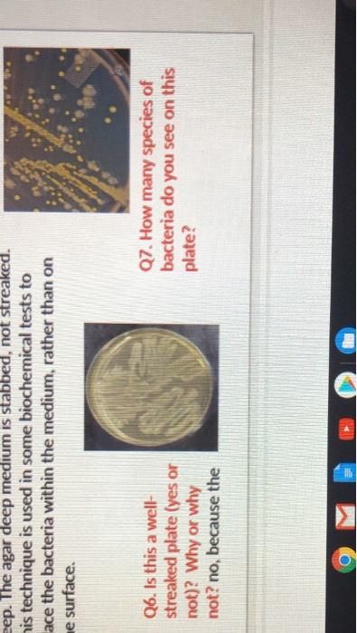 Solved eep. The agar deep medium is stabbed, not streaked. | Chegg.com