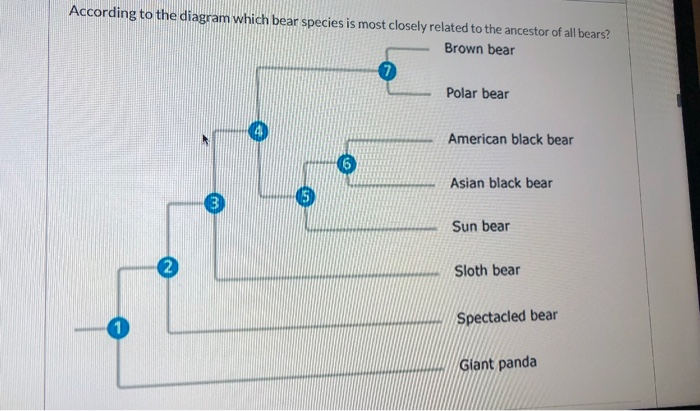 Solved According to the diagram which bear species is most | Chegg.com