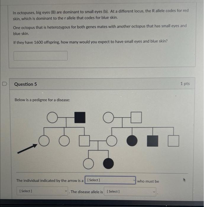 Solved In octopuses, big eyes (B) are dominant to small eyes | Chegg.com