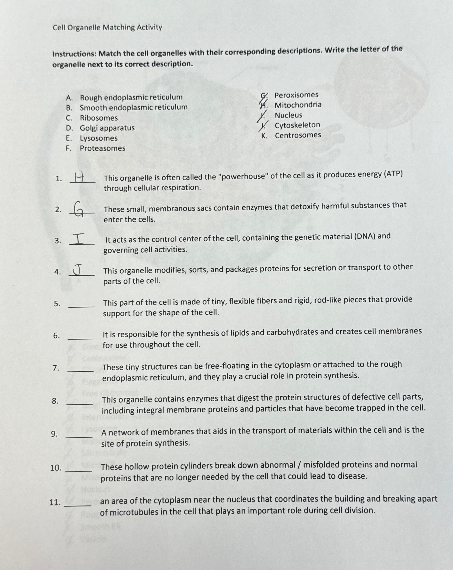 Solved Cell Organelle Matching ActivityInstructions: Match | Chegg.com