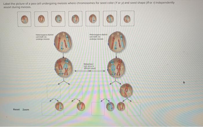 Solved In garden peas the allele for tall plants (7) is | Chegg.com