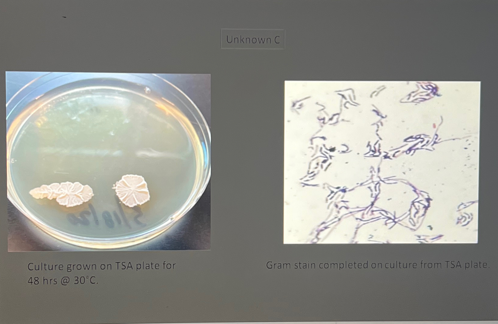 Solved Unknown C Gram positive bacilliCulture grown on TSA | Chegg.com