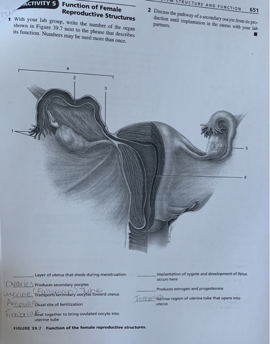 Solved TRUCTURE AND FUNCTION 651 2 Discuss the pathway of a | Chegg.com