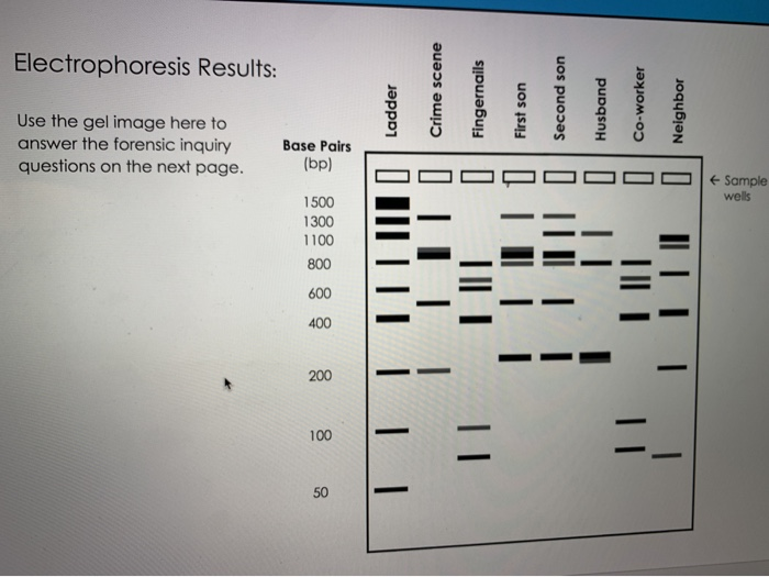Solved Electrophoresis Results: Ladder Crime scene | Chegg.com