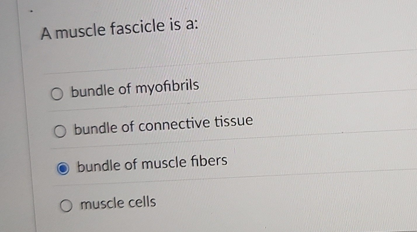 Solved A muscle fascicle is a:bundle of myofibrilsbundle of | Chegg.com