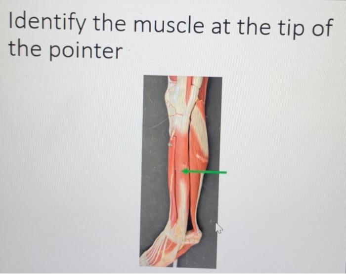 Solved Identify the muscle at the tip of the | Chegg.com