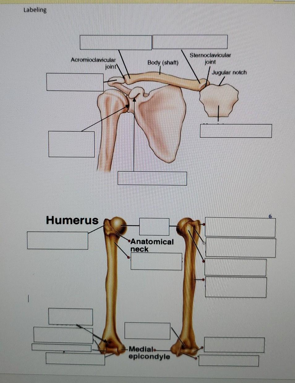 Solved Appendicular Skeleton terms (Arm bones and Shoulder | Chegg.com