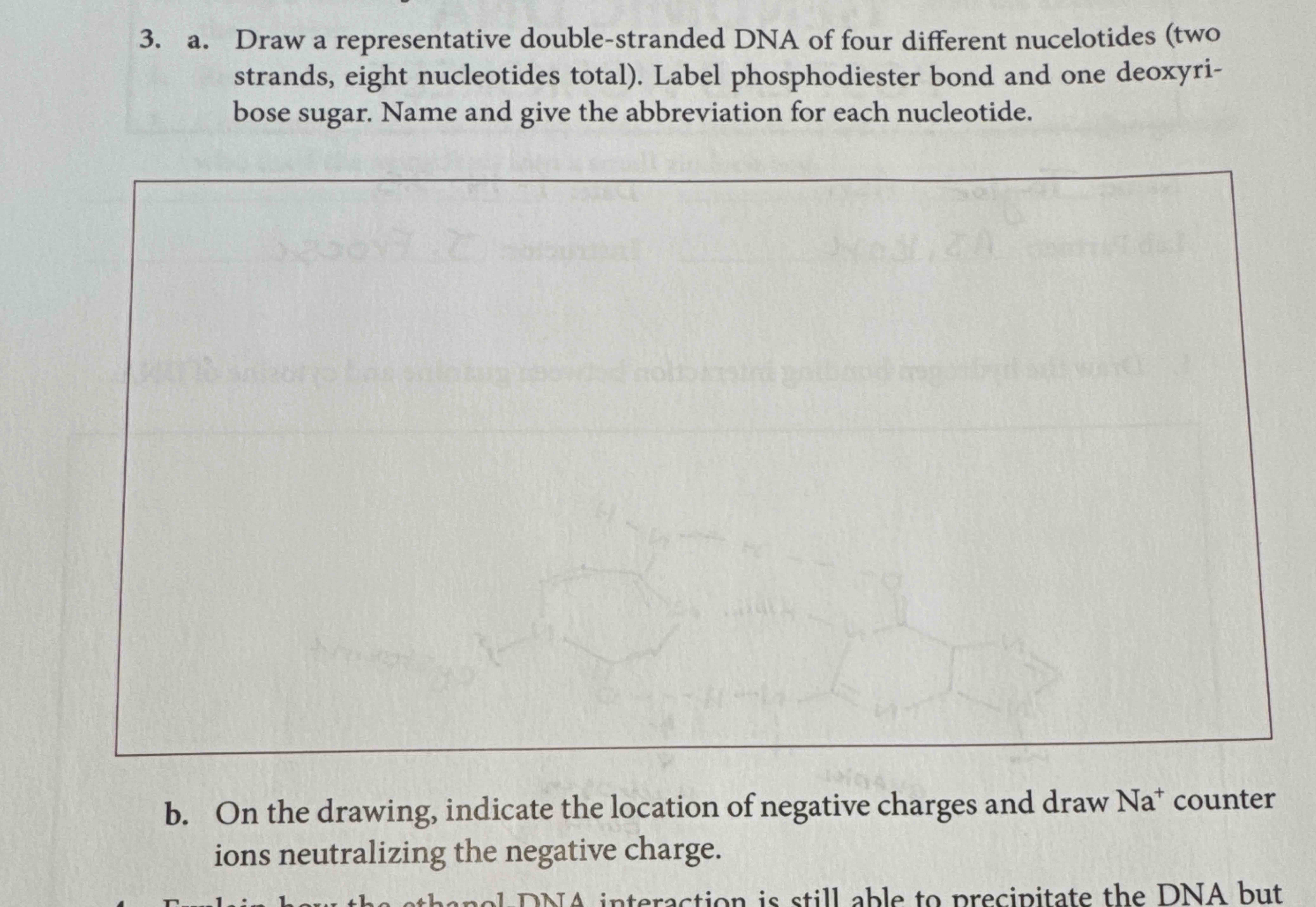 3. ﻿a. ﻿Draw a representative double-stranded DNA of | Chegg.com