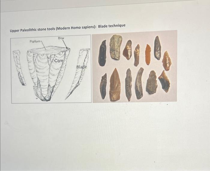 Solved Station 5: Tools Levallois stone tools (Archaic Homo | Chegg.com