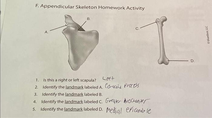Solved F. Appendicular Skeleton Homework Activity 1. Is this | Chegg.com