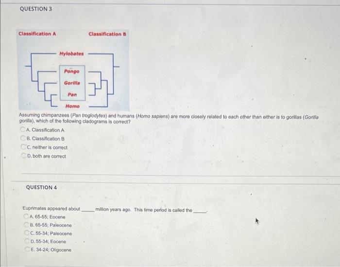 Solved QUESTION 2 The tarsier belongs in the suborder | Chegg.com