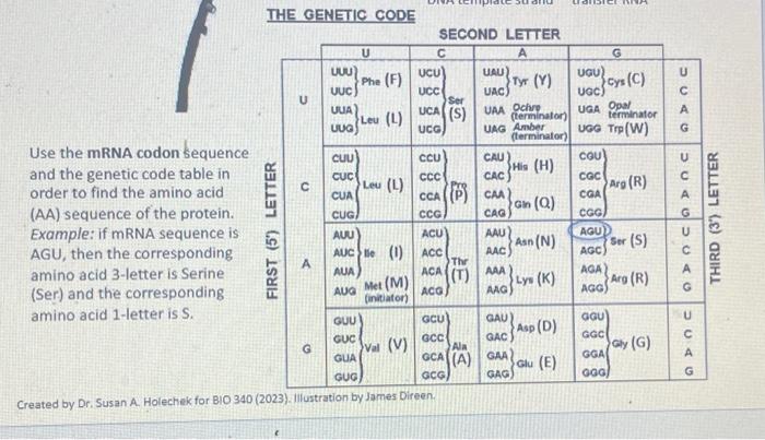 Solved BIO 340 Activity \\# 1: DNA and the Central Dogma | Chegg.com