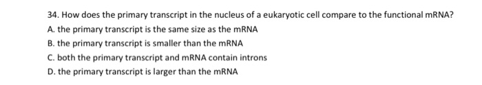 Solved 34. How does the primary transcript in the nucleus of | Chegg.com