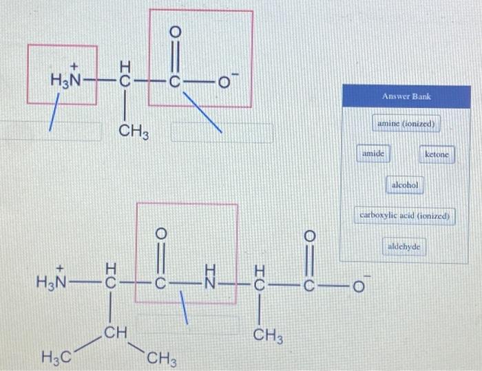 Solved Answer Bank amine (ionized), amide, alcohol, ketone, | Chegg.com