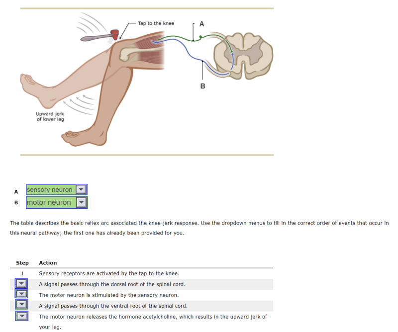 Solved The table describes the basic reflex arc associated | Chegg.com