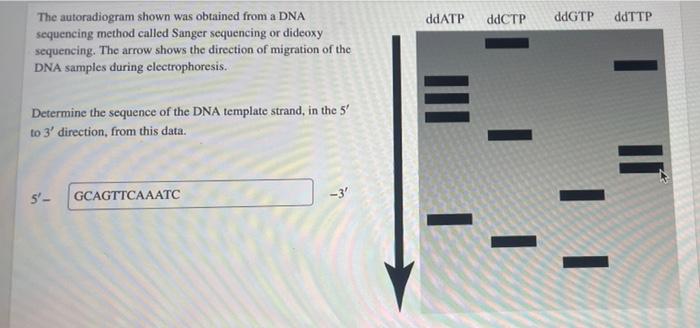Solved a ddATP ddCTP ddGTP ddTTP The autoradiogram shown was | Chegg.com