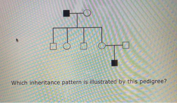 Solved O Which inheritance pattern is illustrated by this | Chegg.com