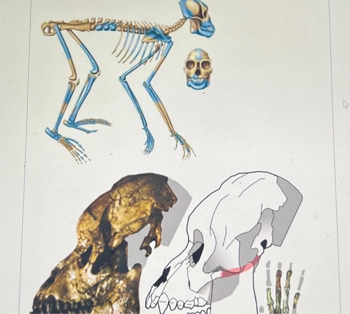 It is Australopithecus, who is most likely the | Chegg.com