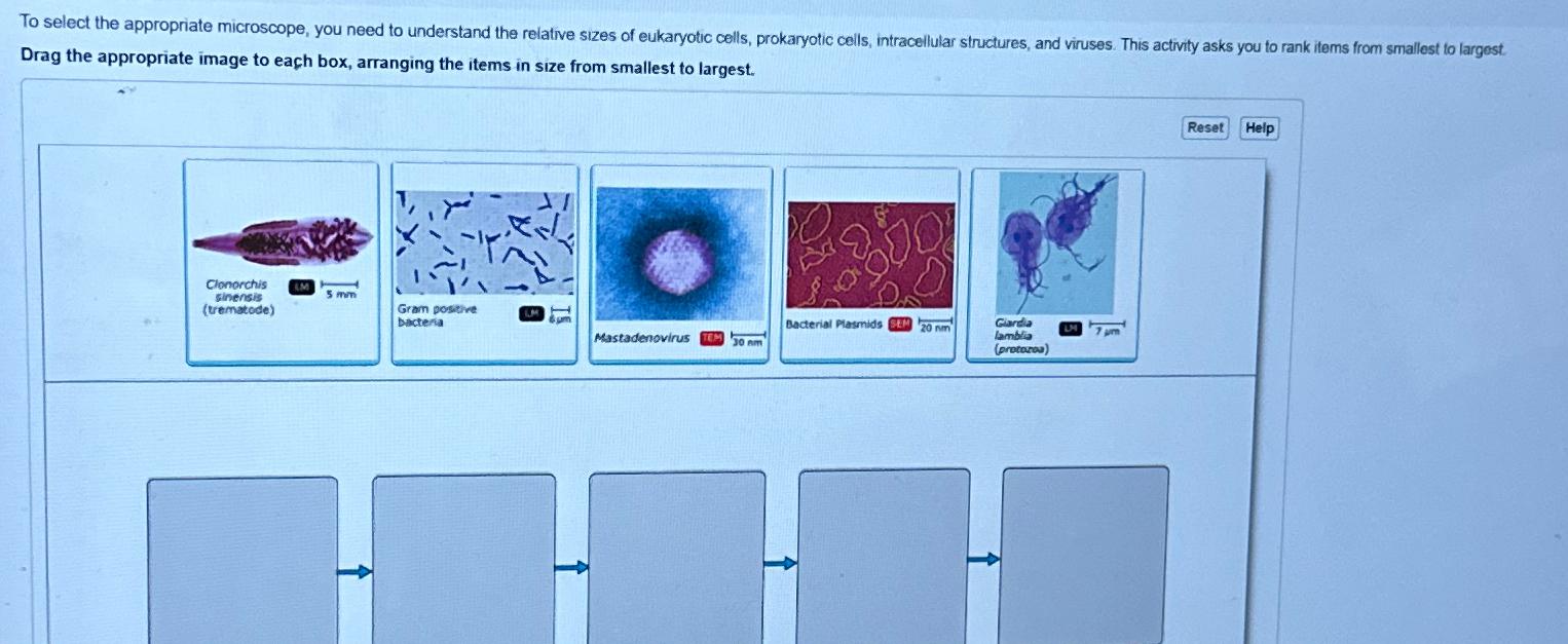 Solved To select the appropriate microscope, you need to | Chegg.com