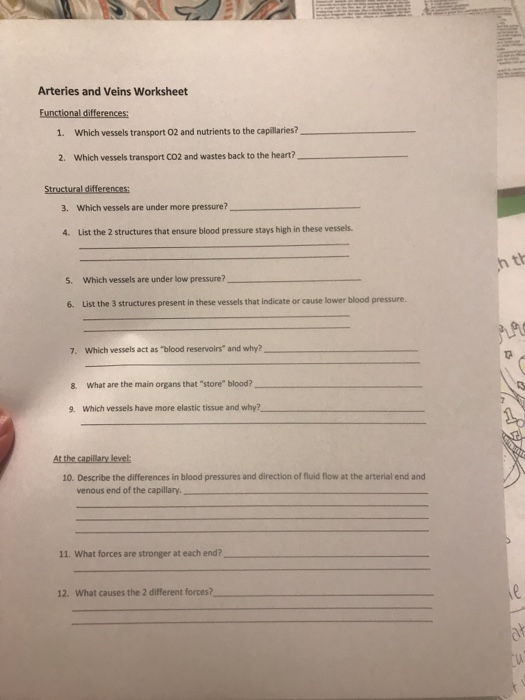 Solved Arteries and Veins Worksheet Functional differences: | Chegg.com