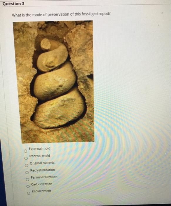 Solved Question 3 What is the mode of preservation of this | Chegg.com