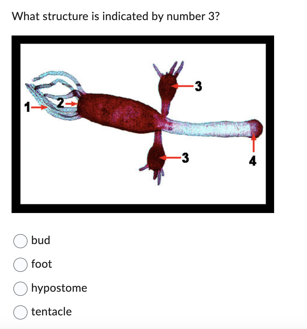 What structure is indicated by number | Chegg.com