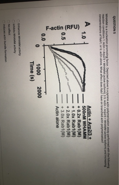 QUESTIONS WHAMM is a nucleation promoting factor. | Chegg.com
