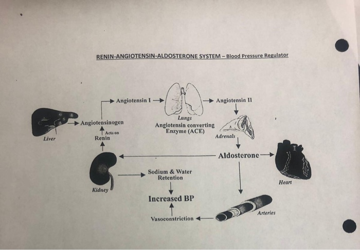 Solved RENIN-ANGIOTENSIN-ALDOSTERONE SYSTEM - Blood Pressure | Chegg.com