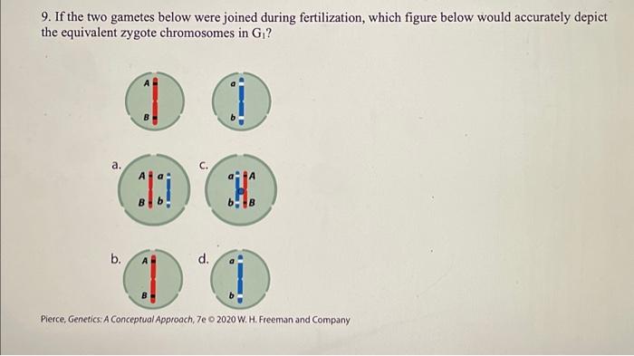 Solved 1. How many molecules of DNA are present during G1 | Chegg.com
