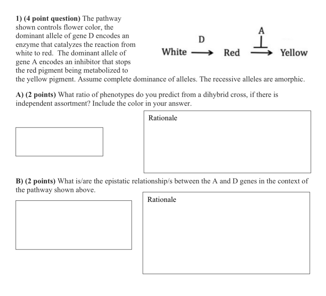 Solved (4 ﻿point question) ﻿The pathway shown controls | Chegg.com