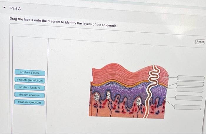 Solved Part A Drag the labels onto the diagram to identify | Chegg.com