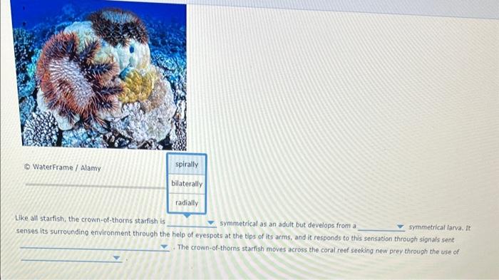 Solved Echinoderms are the only invertebrate group of | Chegg.com