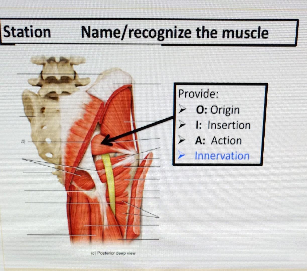 Solved Station Name/recognize the muscle Provide: O: Origin | Chegg.com