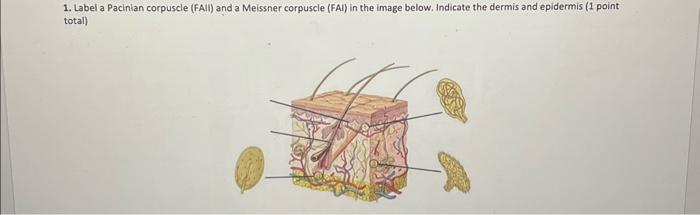 Solved 1. Label a Pacinian corpuscle (FAII) and a Meissner | Chegg.com